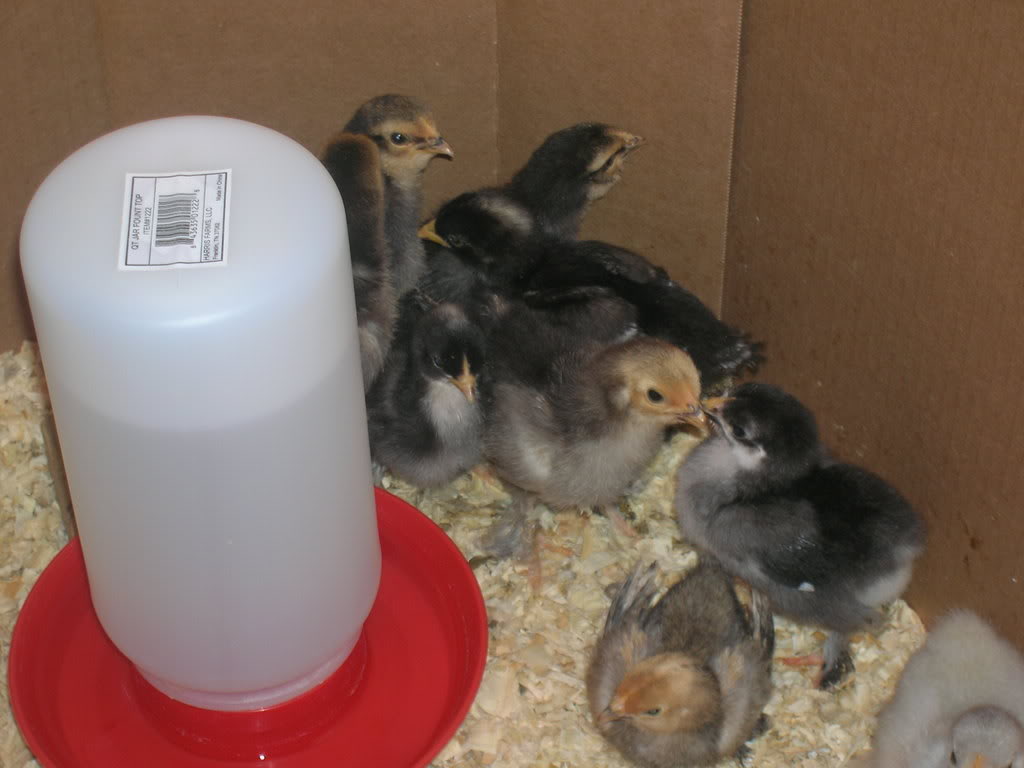 Cityslickers Page | BackYard Chickens - Learn How to Raise Chickens