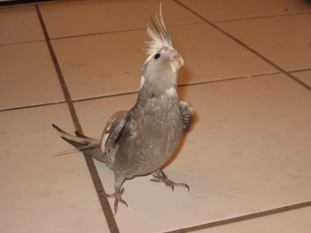 Cockatiels | BackYard Chickens - Learn How to Raise Chickens