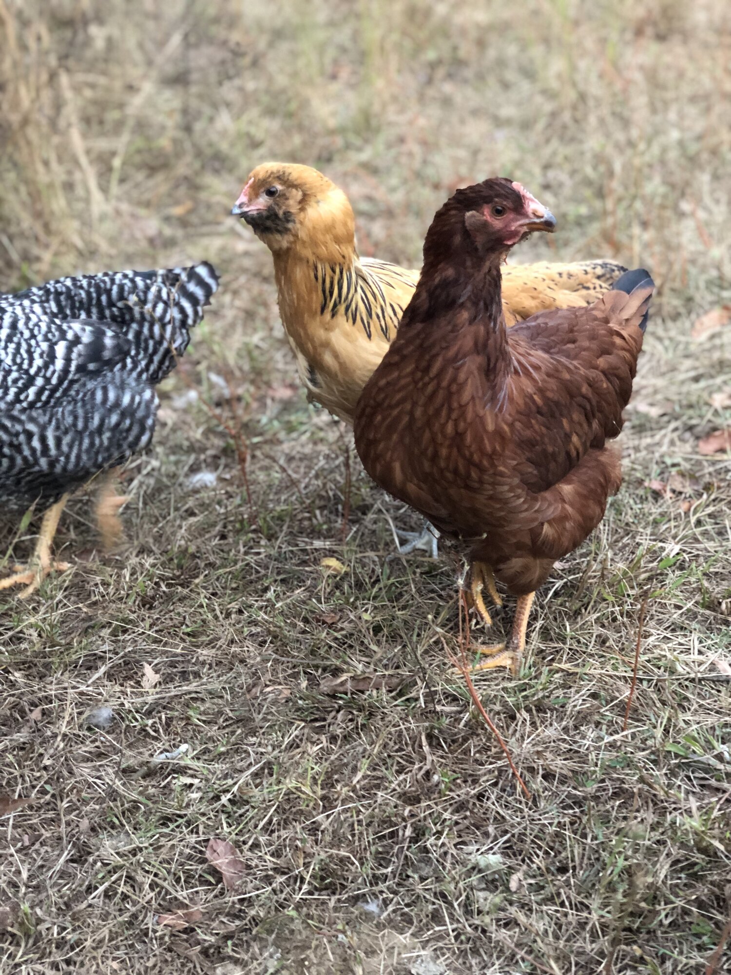 Cold weather ahead | BackYard Chickens - Learn How to Raise Chickens
