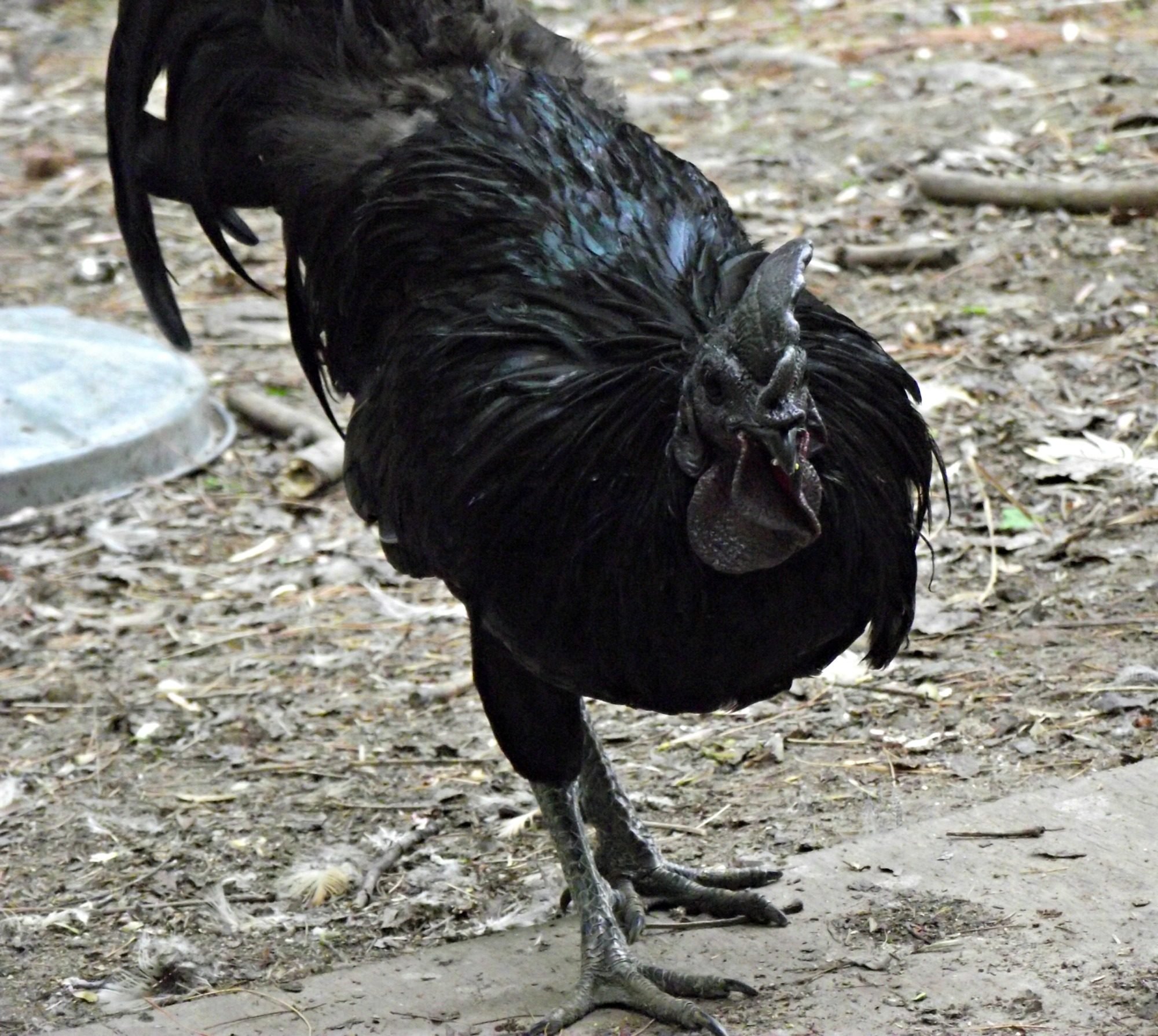 Common Rooster Myths - Clearing Up Rooster Misinformation | BackYard ...