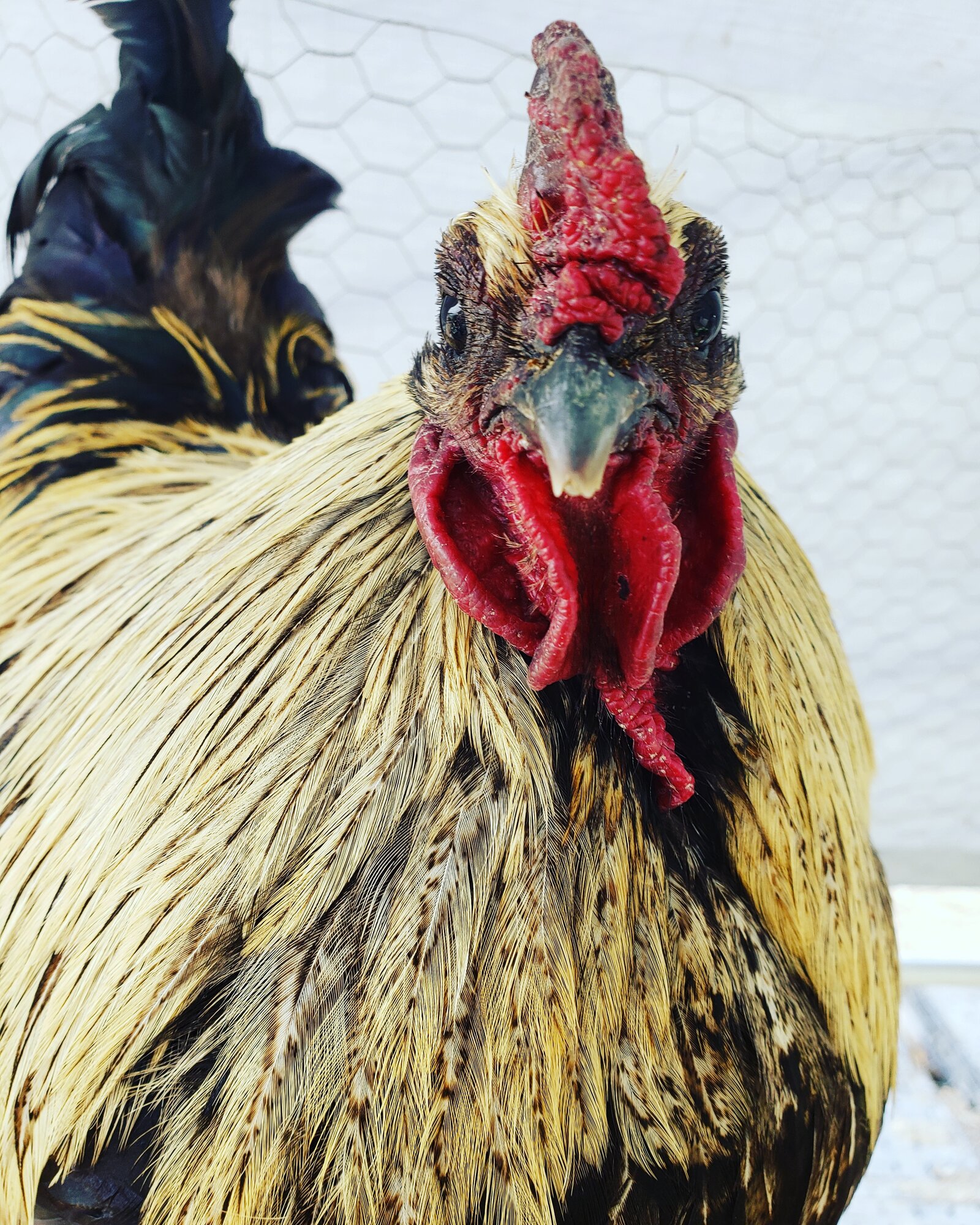 Coping With Death In Your Flock: 4 Actionable Steps | BackYard Chickens ...