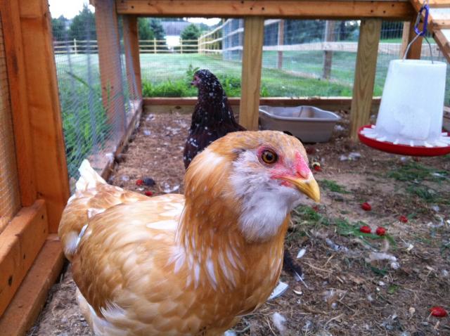 Coreybees Chicken Coop | BackYard Chickens - Learn How to Raise Chickens