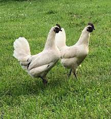 Cross breeding chickens | BackYard Chickens - Learn How to Raise Chickens