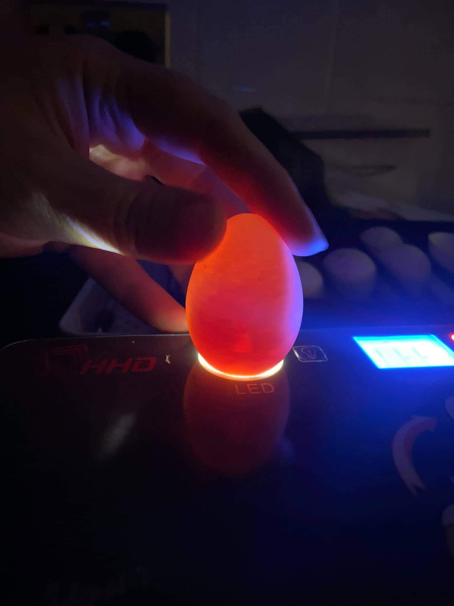 Day 7 is it alive ? | BackYard Chickens - Learn How to Raise Chickens