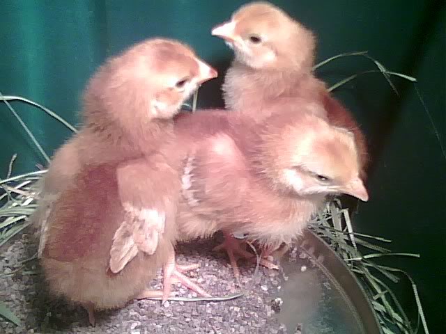 Den10henss Page | BackYard Chickens - Learn How to Raise Chickens