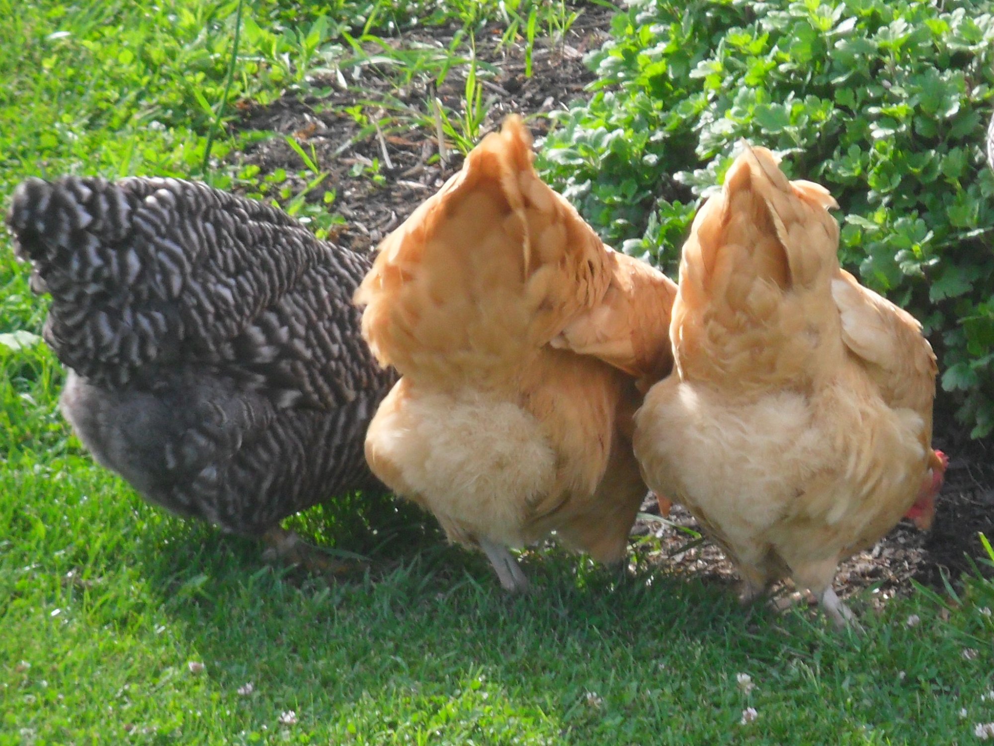 Did you know - Interesting chicken facts | BackYard Chickens - Learn ...