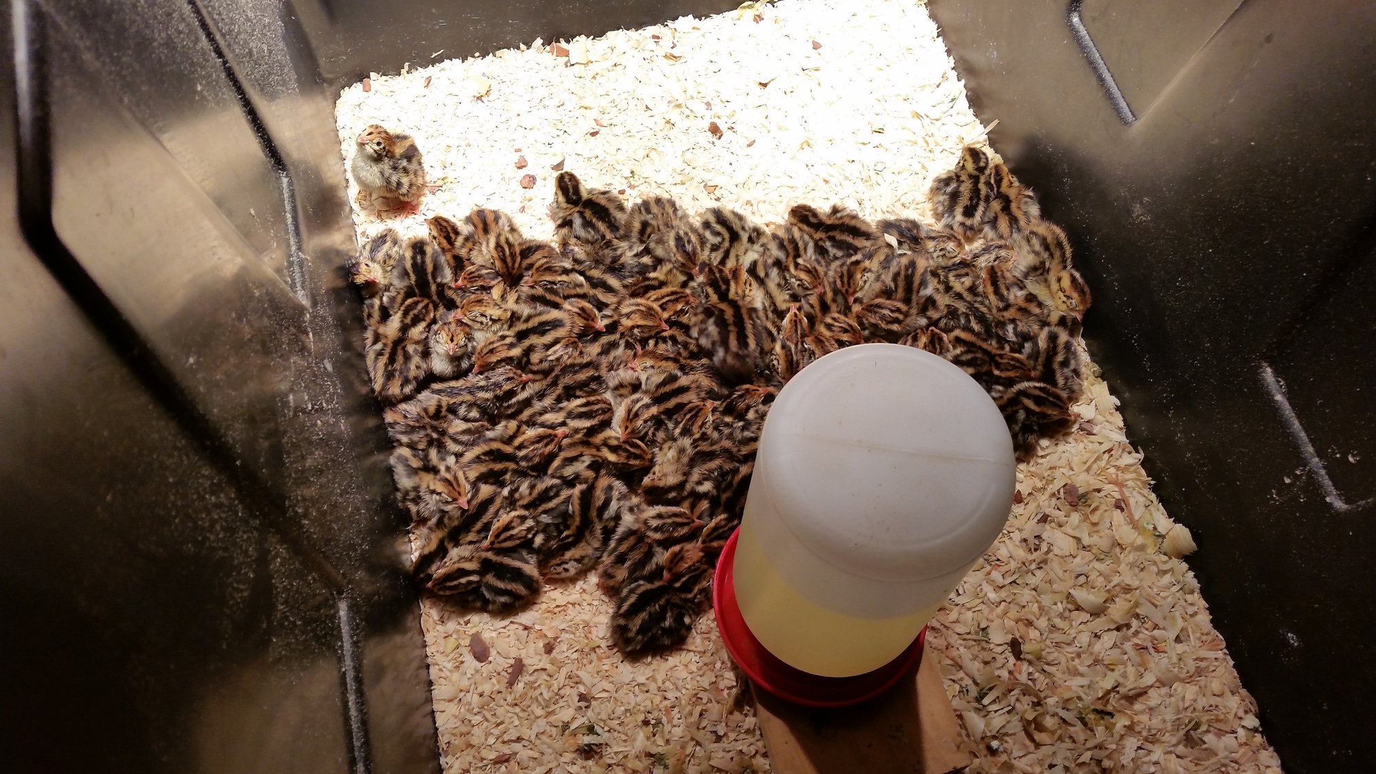 DIY Storage Tote Quail/Chick Brooder | BackYard Chickens - Learn How to ...