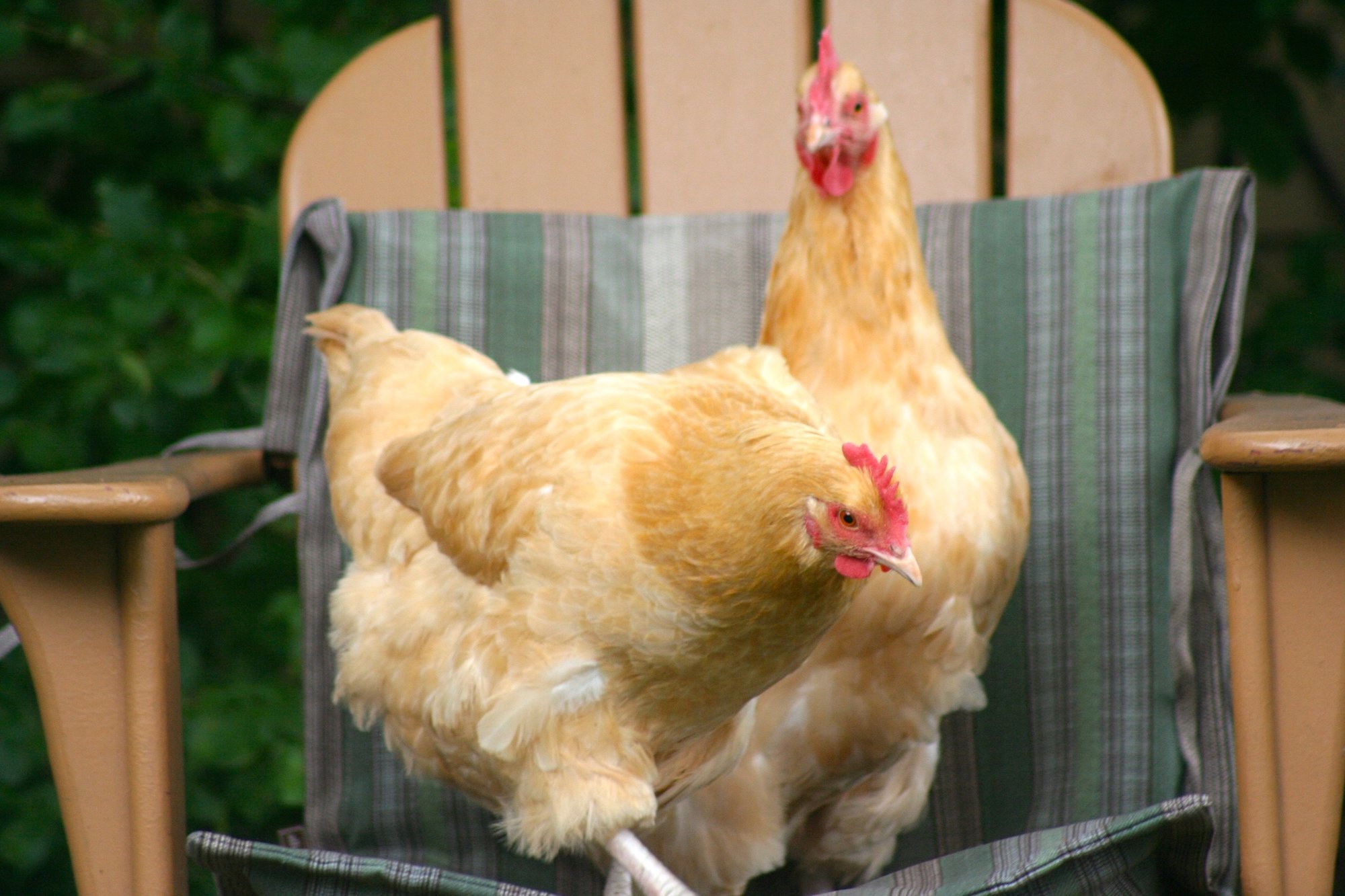 Does Chicken Keeping Ever Get Boring? | BackYard Chickens - Learn How ...