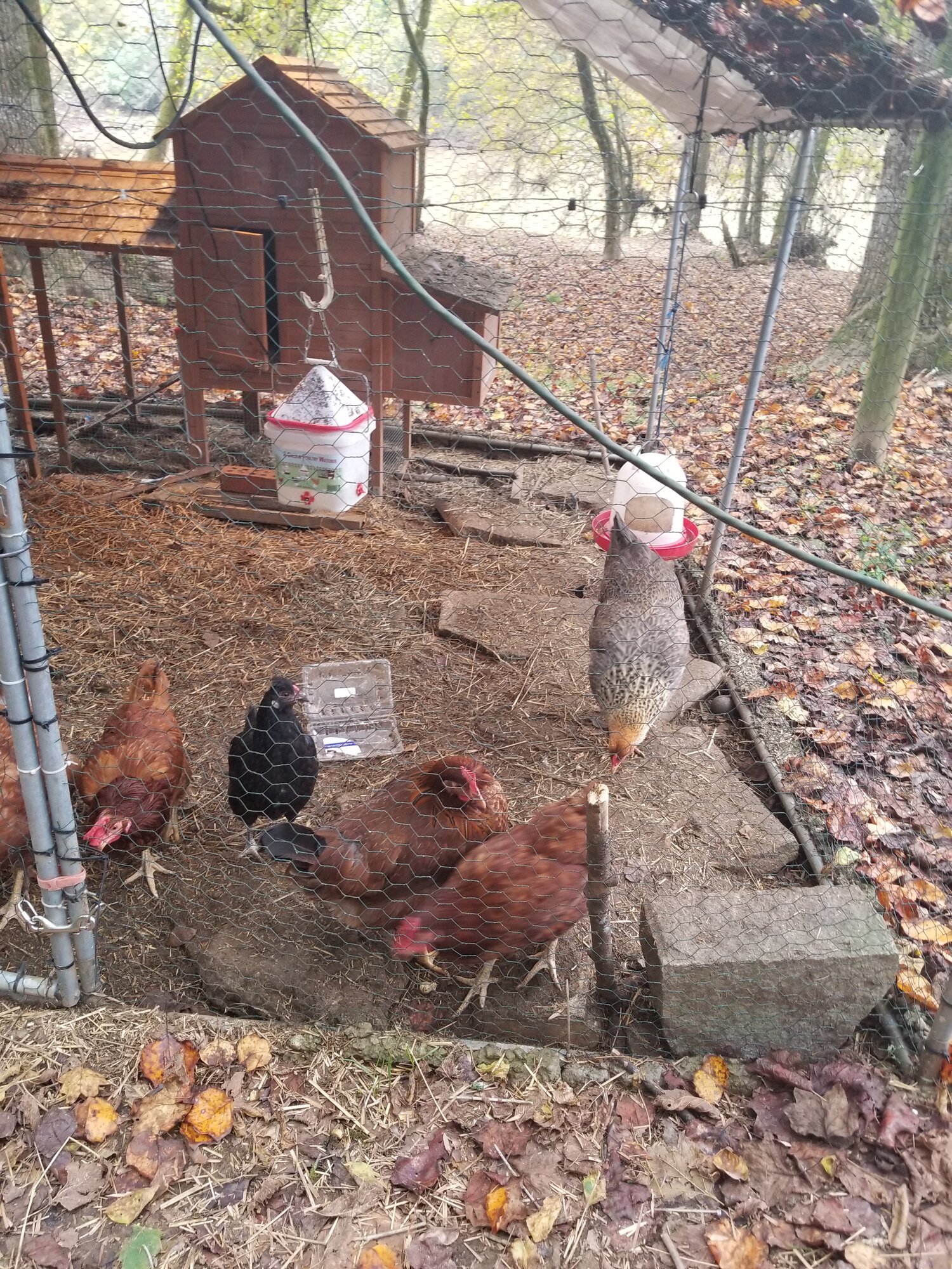 Dog problems | BackYard Chickens - Learn How to Raise Chickens