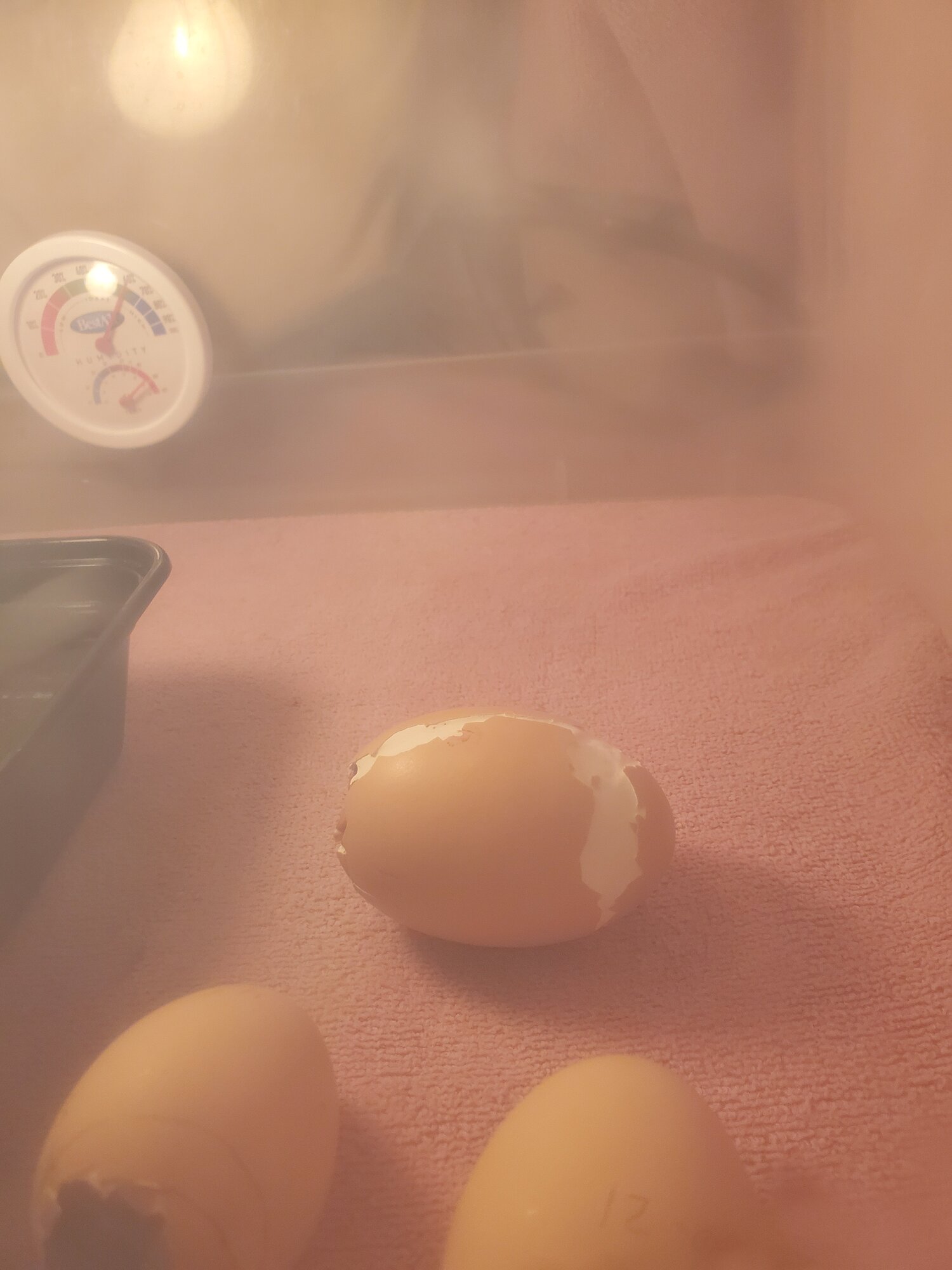 Double yolker 2020 | BackYard Chickens - Learn How to Raise Chickens