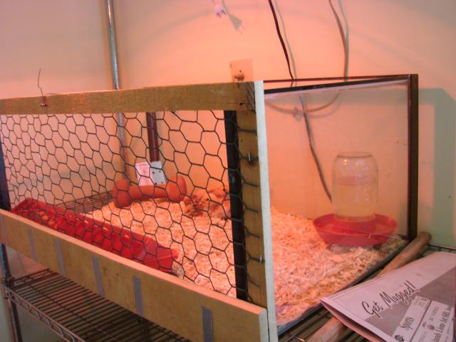 Dshappychicks Brooder Tank | BackYard Chickens - Learn How to Raise ...