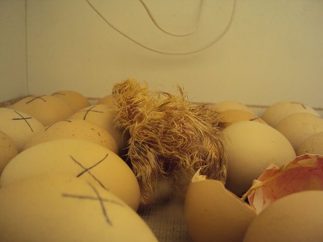 Egg failure to hatch - Diagnosing incubation problems | BackYard Chickens - Learn How to Raise ...