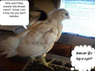 Einstein Growth | BackYard Chickens - Learn How to Raise Chickens