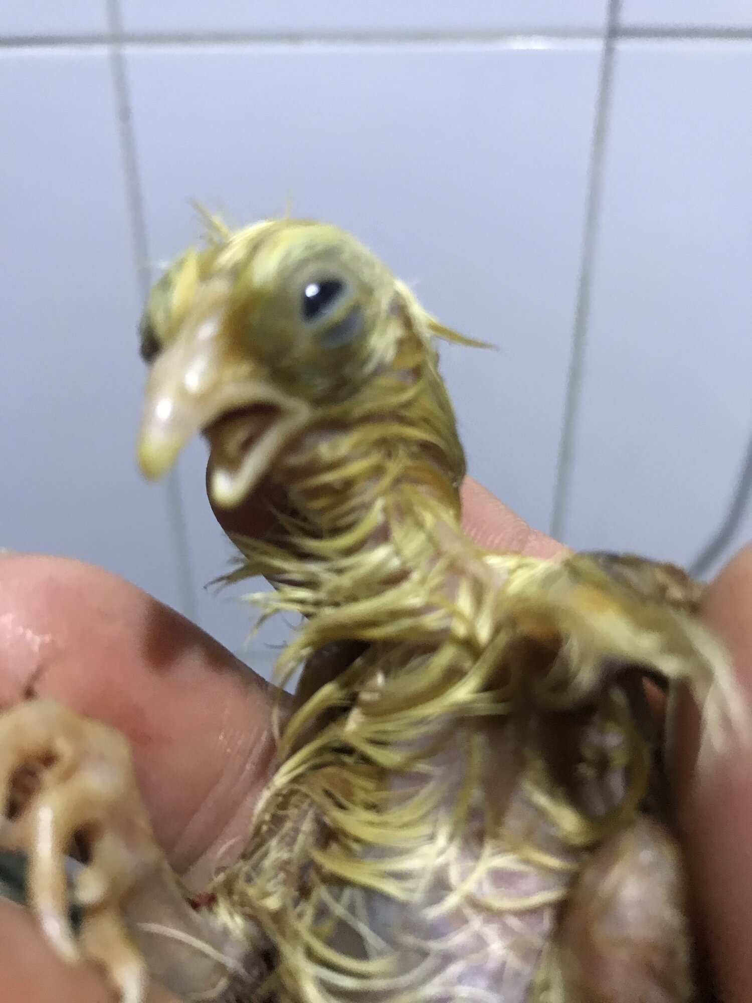 Embryonic injury/Deformity | BackYard Chickens - Learn How to Raise ...