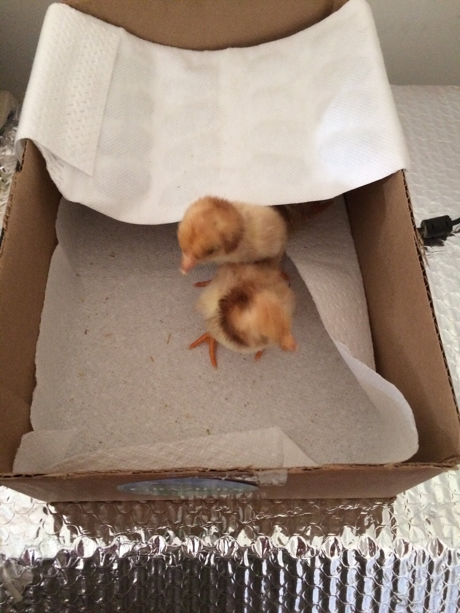 Emergency Chick Brooder for Power Outages | BackYard Chickens - Learn ...