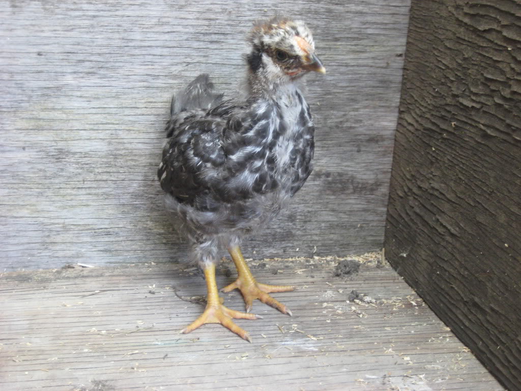 Farmerbretts Page | BackYard Chickens - Learn How to Raise Chickens