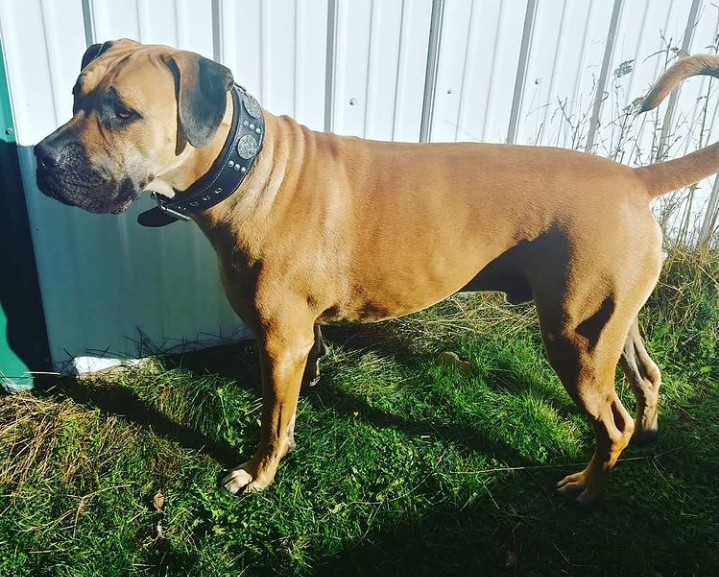 Flock Dogs how to pick and train. | BackYard Chickens - Learn How to ...