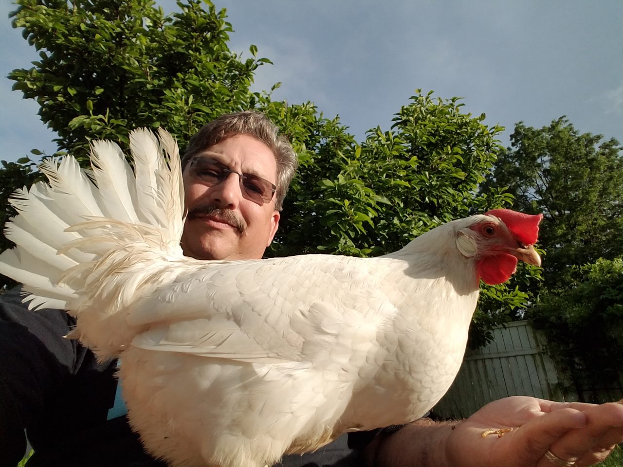 Fluffy Butt Acres: A Primer | BackYard Chickens - Learn How to Raise ...