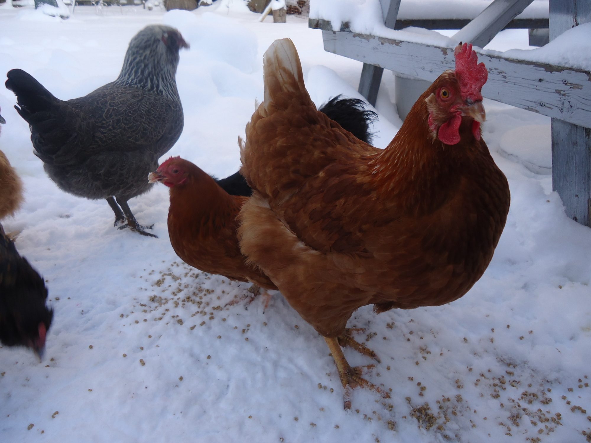 Frostbite in Chickens | BackYard Chickens - Learn How to Raise Chickens