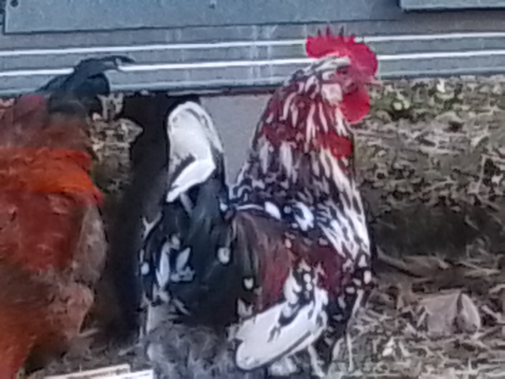 Funny Chicken Stories Contributed By BYC Members | BackYard Chickens ...