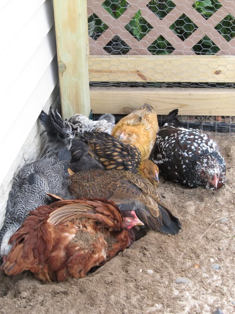 Garage Coop And Outside Run | BackYard Chickens - Learn How to Raise ...