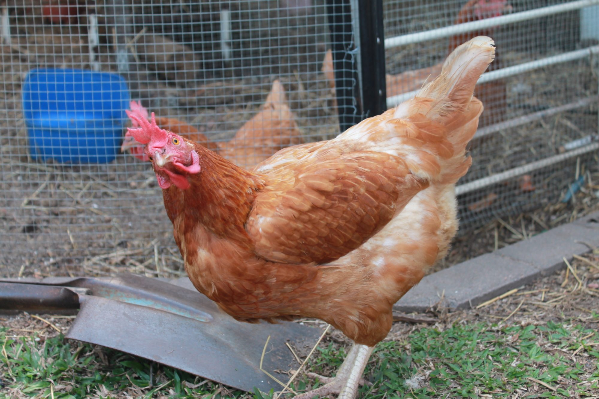 Gardening with Chickens | BackYard Chickens - Learn How to Raise Chickens