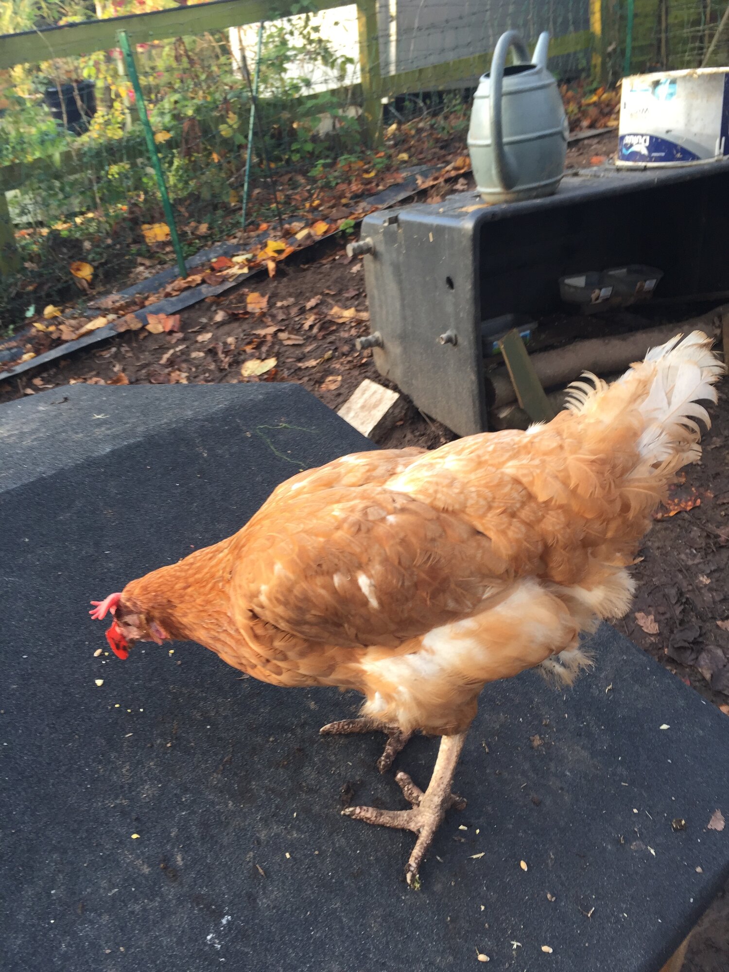 Getting, caring for and keeping Ex-Battery Hens | BackYard Chickens ...