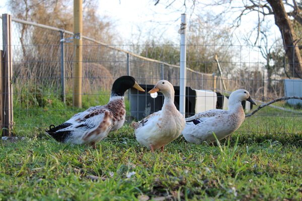 Gold vs. Silver Welsh Harlequin ducks! | BackYard Chickens - Learn How ...