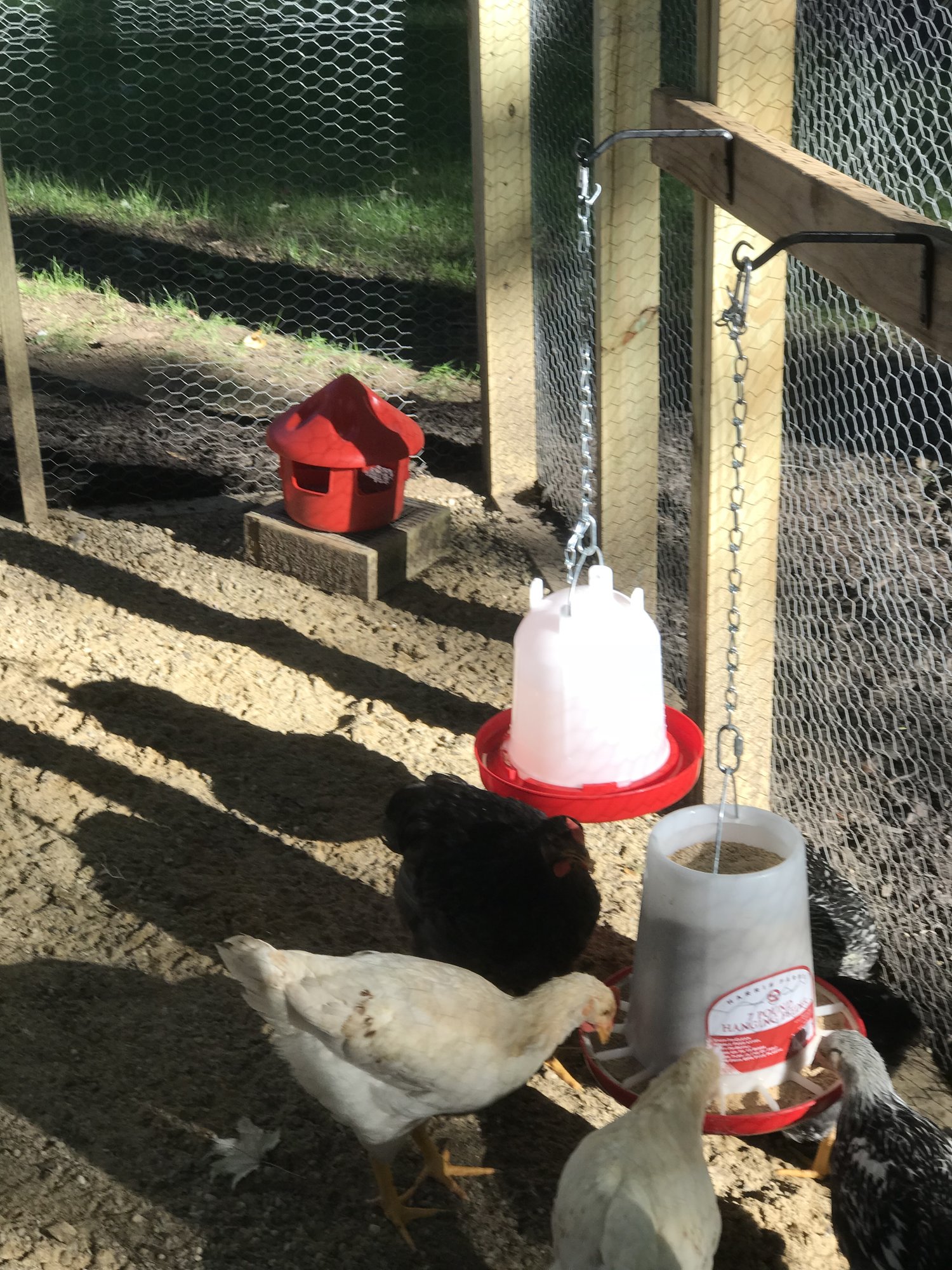 Granny Robin's Chicken Coop | BackYard Chickens - Learn How to Raise ...