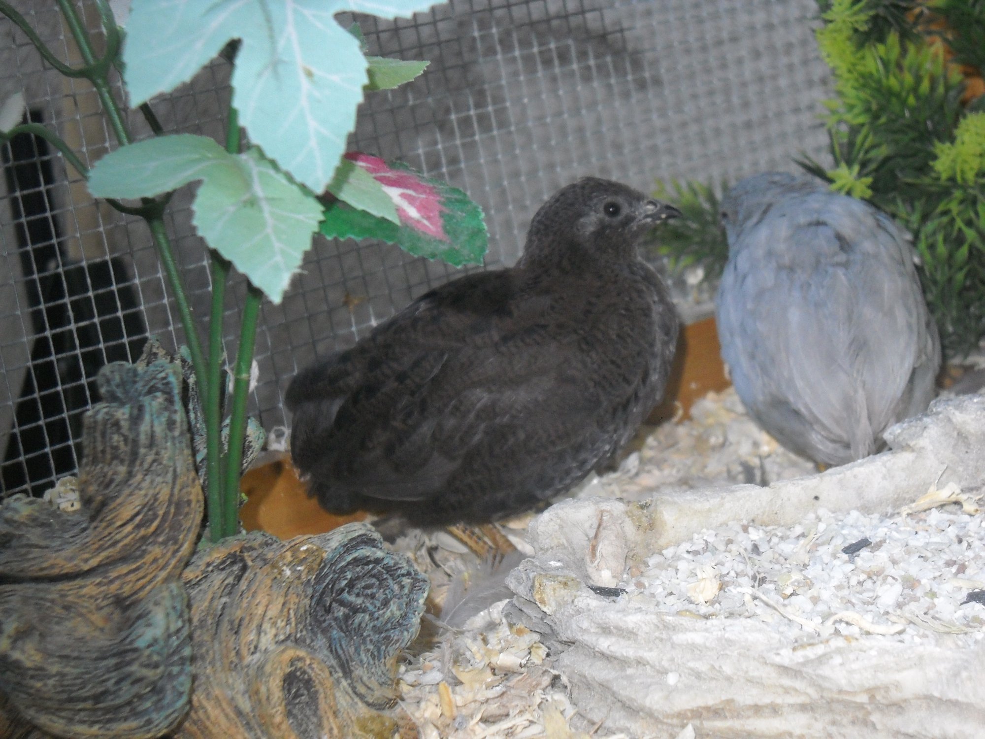 Griffin Nest - Builds | BackYard Chickens - Learn How to Raise Chickens