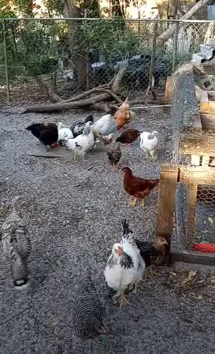 Grind Hard Farm's Backyard !! | BackYard Chickens - Learn How to Raise ...