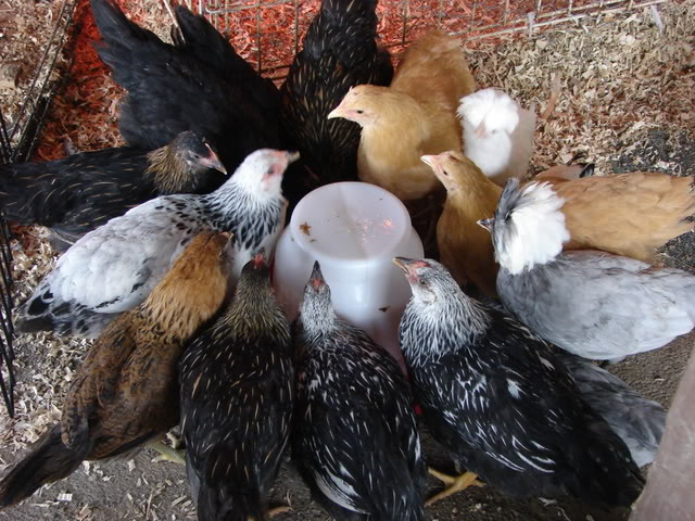 Growing Up 1 | BackYard Chickens - Learn How to Raise Chickens