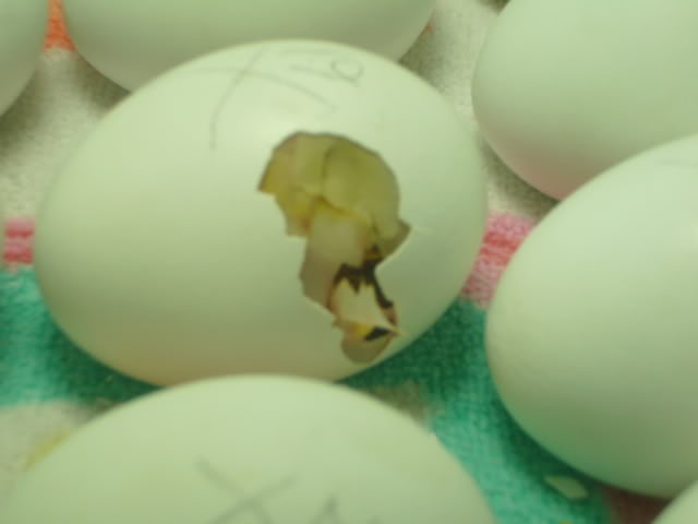 Hatching Day | BackYard Chickens - Learn How to Raise Chickens