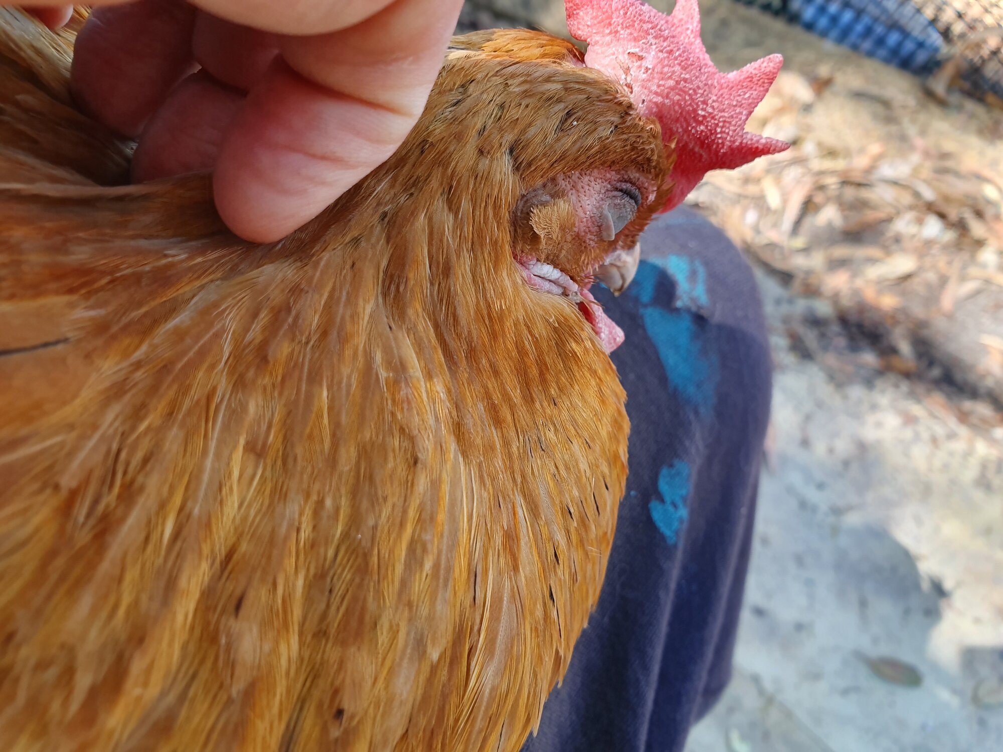 HELP, MY FLOCK IS FLIGHTY. | BackYard Chickens - Learn How to Raise ...