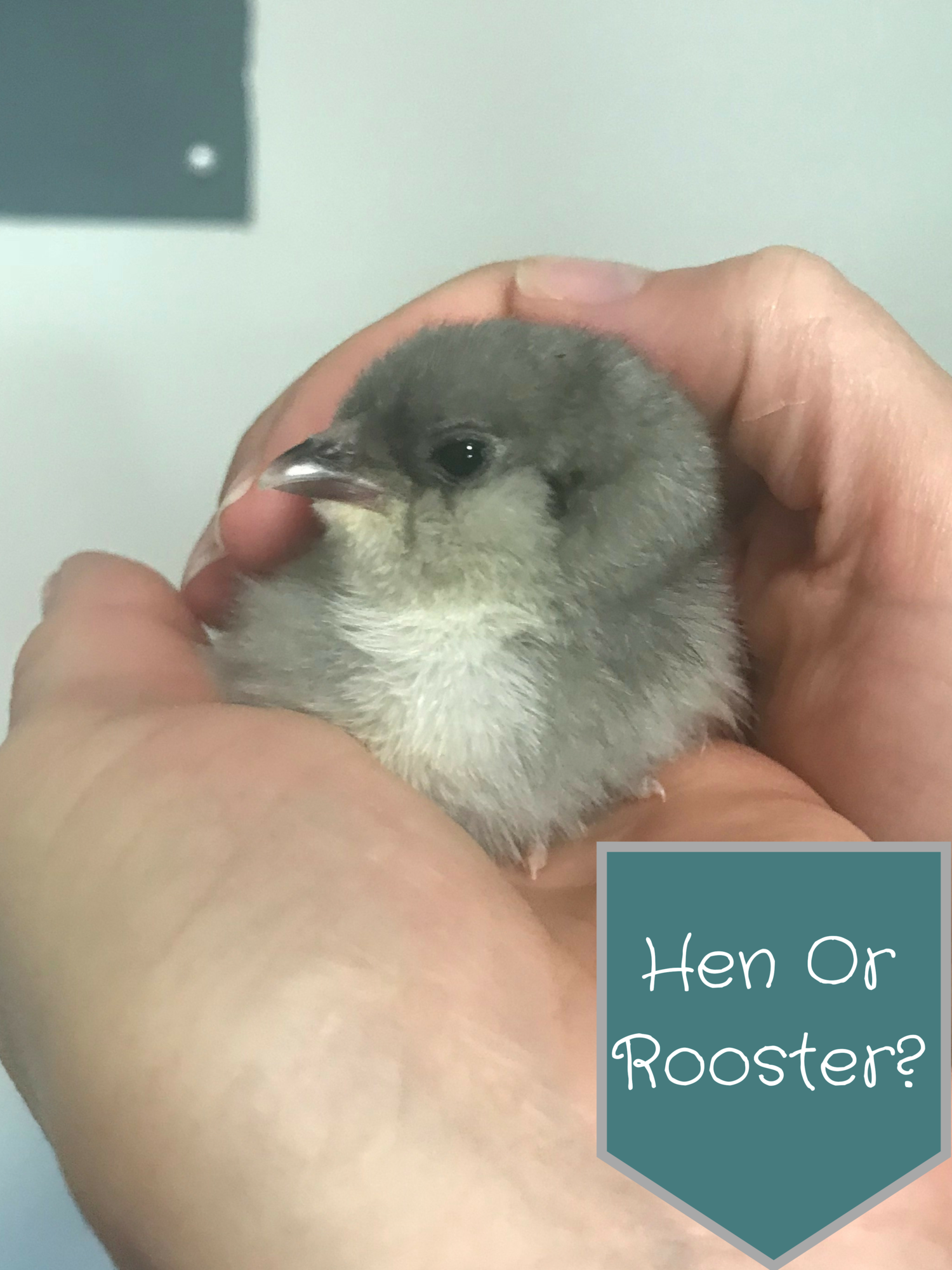 Hen Or Rooster Backyard Chickens Learn How To Raise Chickens