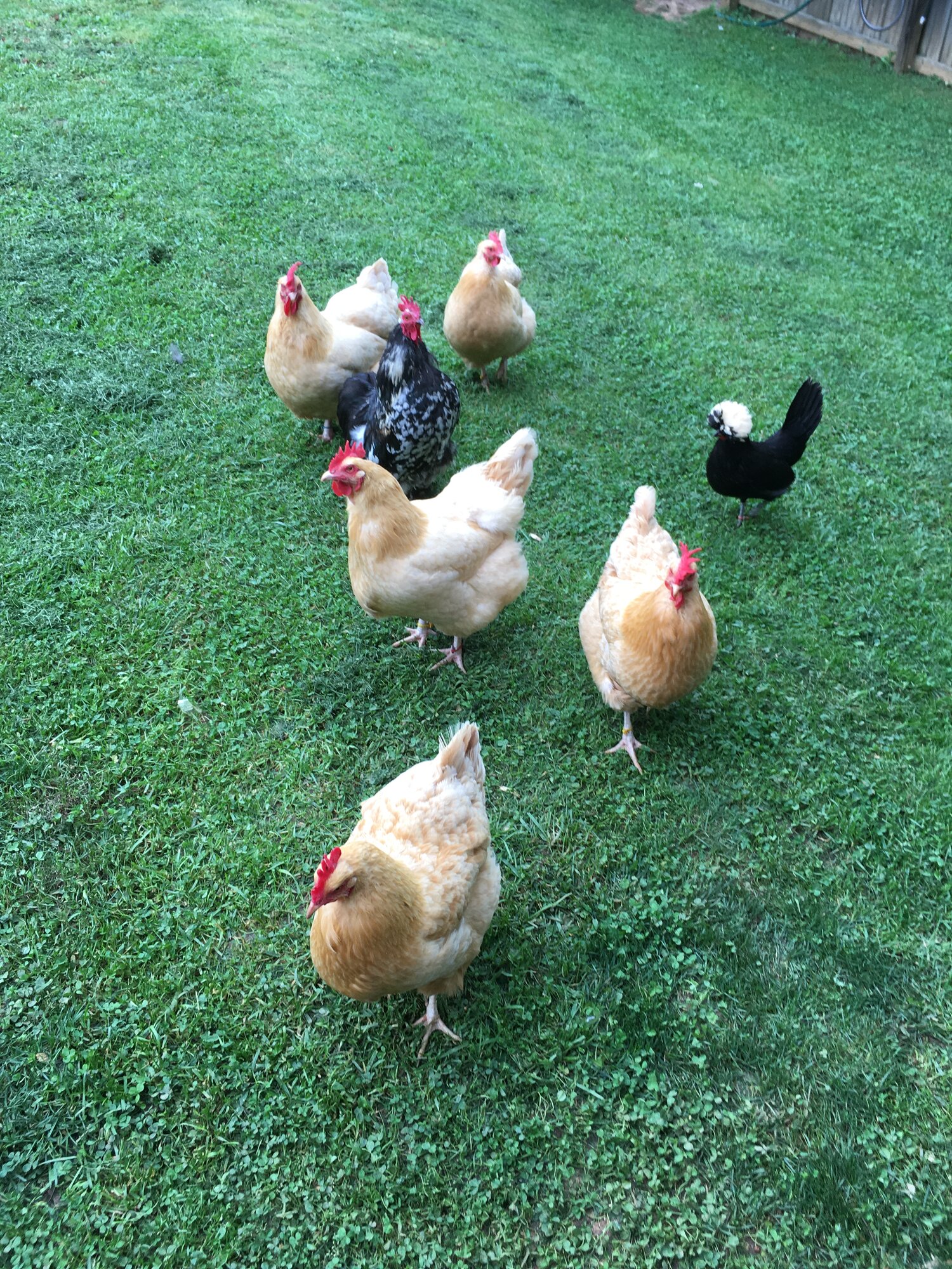 "Hentirement" | BackYard Chickens - Learn How to Raise Chickens