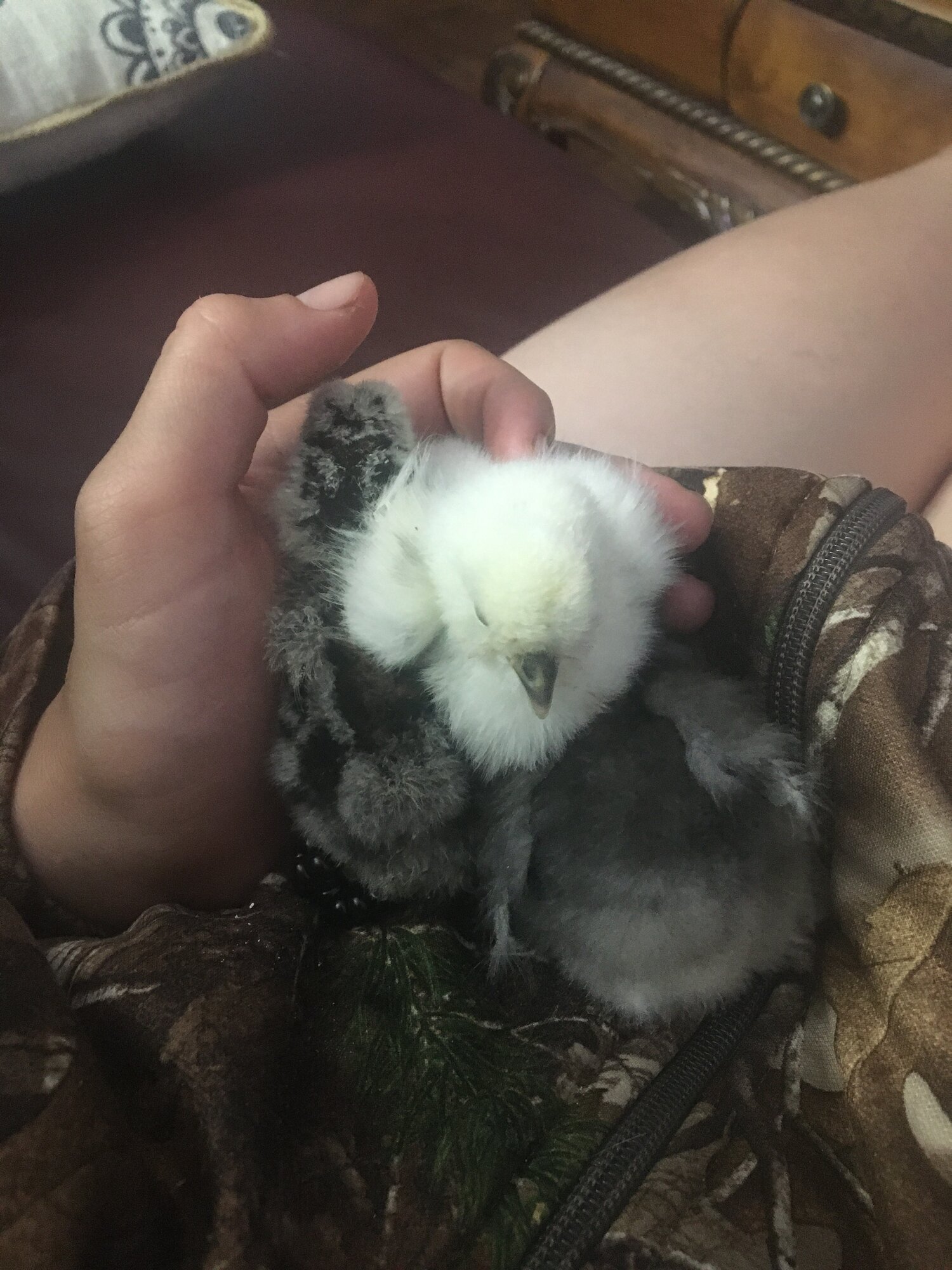 Housing Silkies with larger Hens? | BackYard Chickens - Learn How to ...