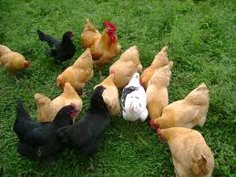 How To Integrate Your Chicken Flock The Easy Way | BackYard Chickens ...
