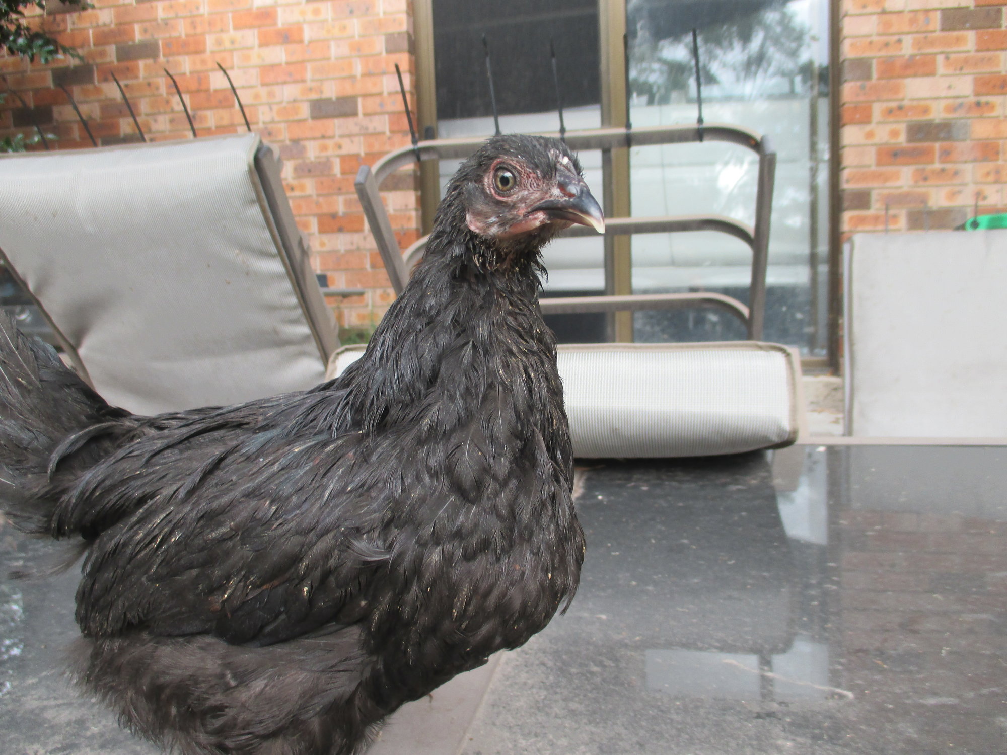 How to keep healthy, happy hens! | BackYard Chickens - Learn How to ...