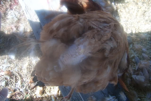 How To Skin A Chicken | BackYard Chickens - Learn How to Raise Chickens