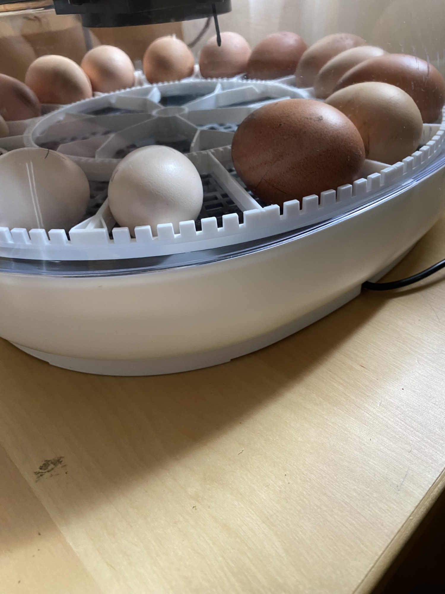 How to Stay Sane During Incubation | BackYard Chickens - Learn How to ...