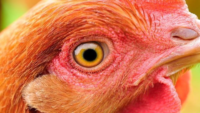 Information on Chicken Eyesight | BackYard Chickens - Learn How to ...