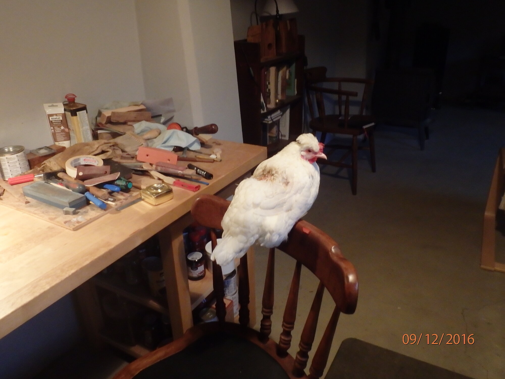 Injuries And Sickness Pictures.(Under construction) | BackYard Chickens ...
