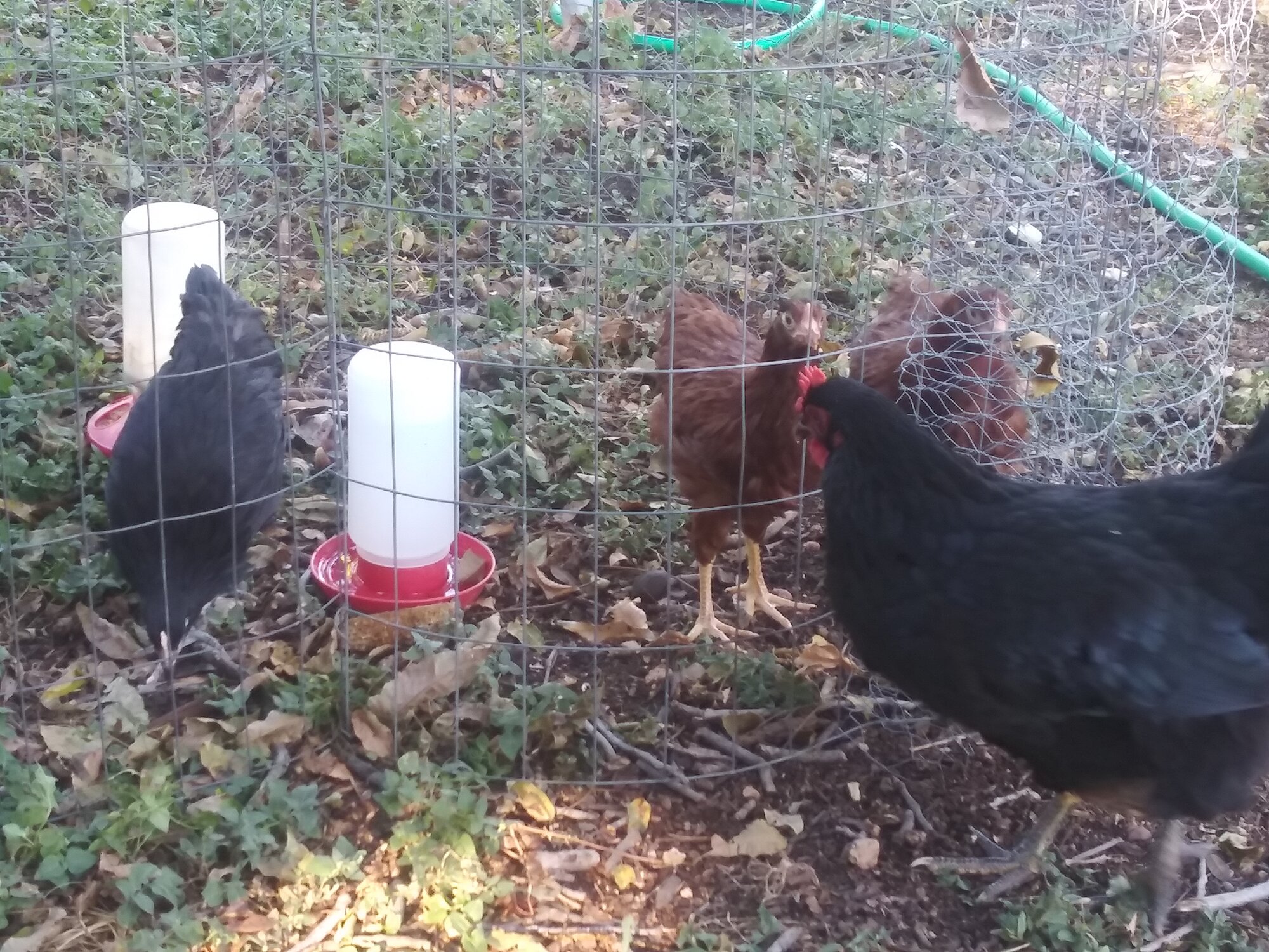 Introducing Your New Chickens To The Flock | BackYard Chickens - Learn ...