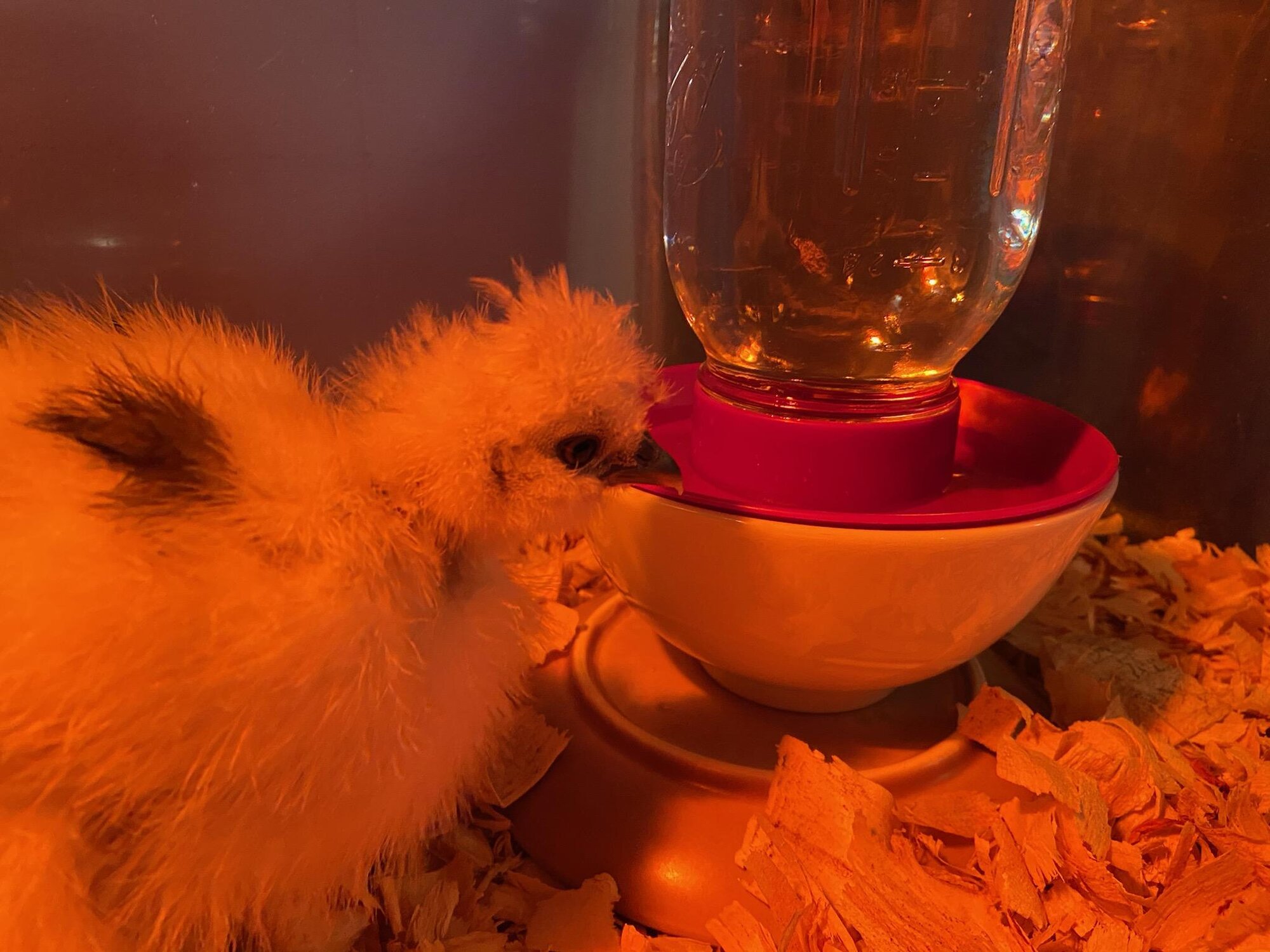 Keeping A Cleaner Chick Waterer | BackYard Chickens - Learn How to ...