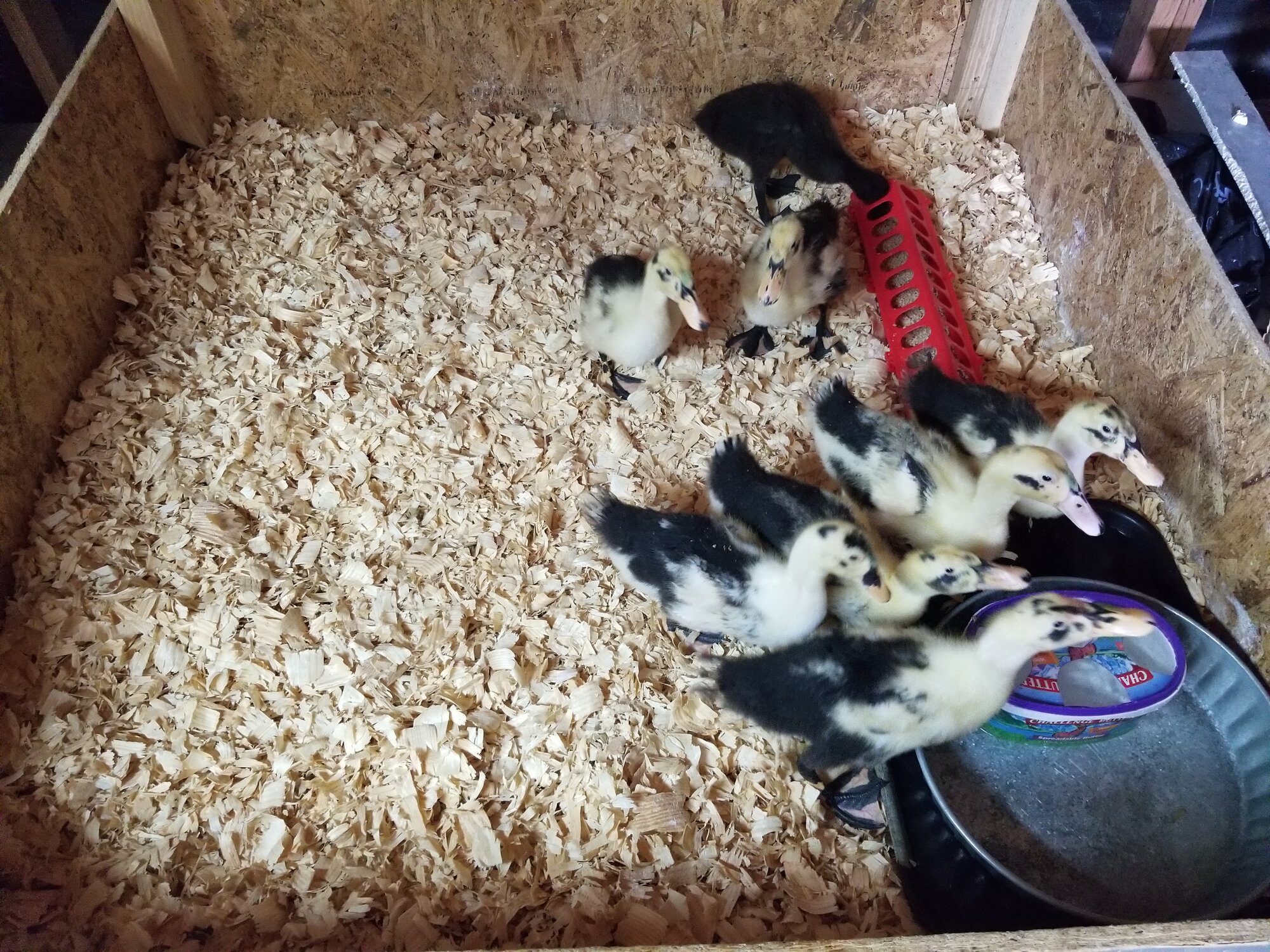 Keeping my wood brooder floor dry. | BackYard Chickens - Learn How to ...