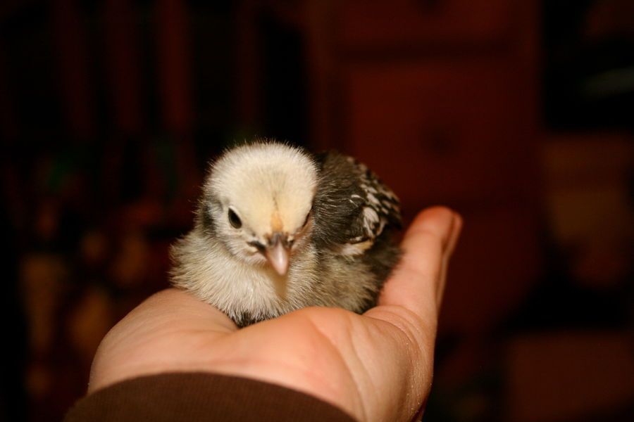 Know Your Flock | BackYard Chickens - Learn How to Raise Chickens