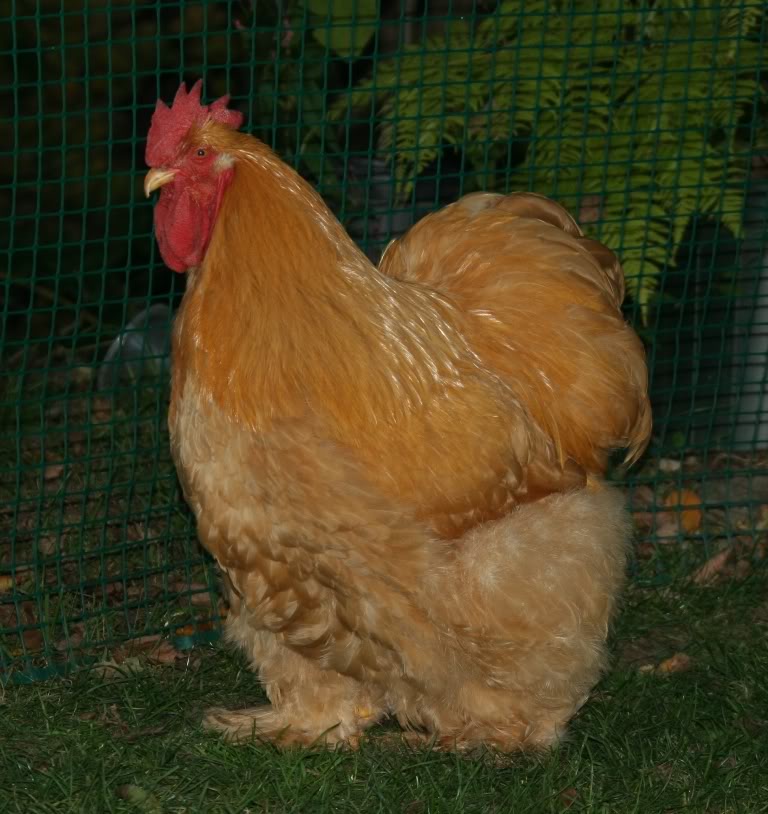 Large Fowl Buff Cochins | BackYard Chickens - Learn How to Raise Chickens
