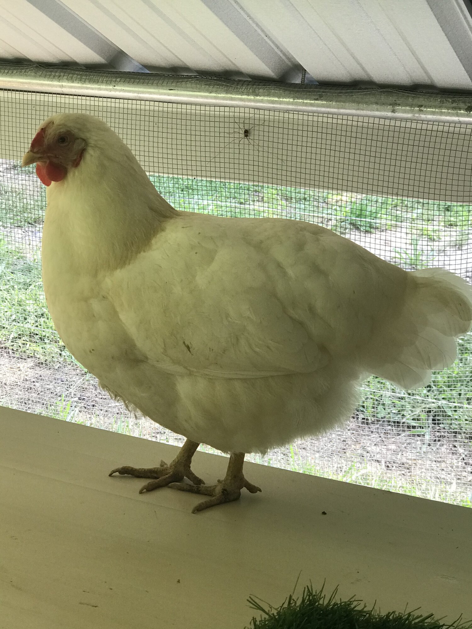 Lethargic chicken pooping ok not moving around | BackYard Chickens ...