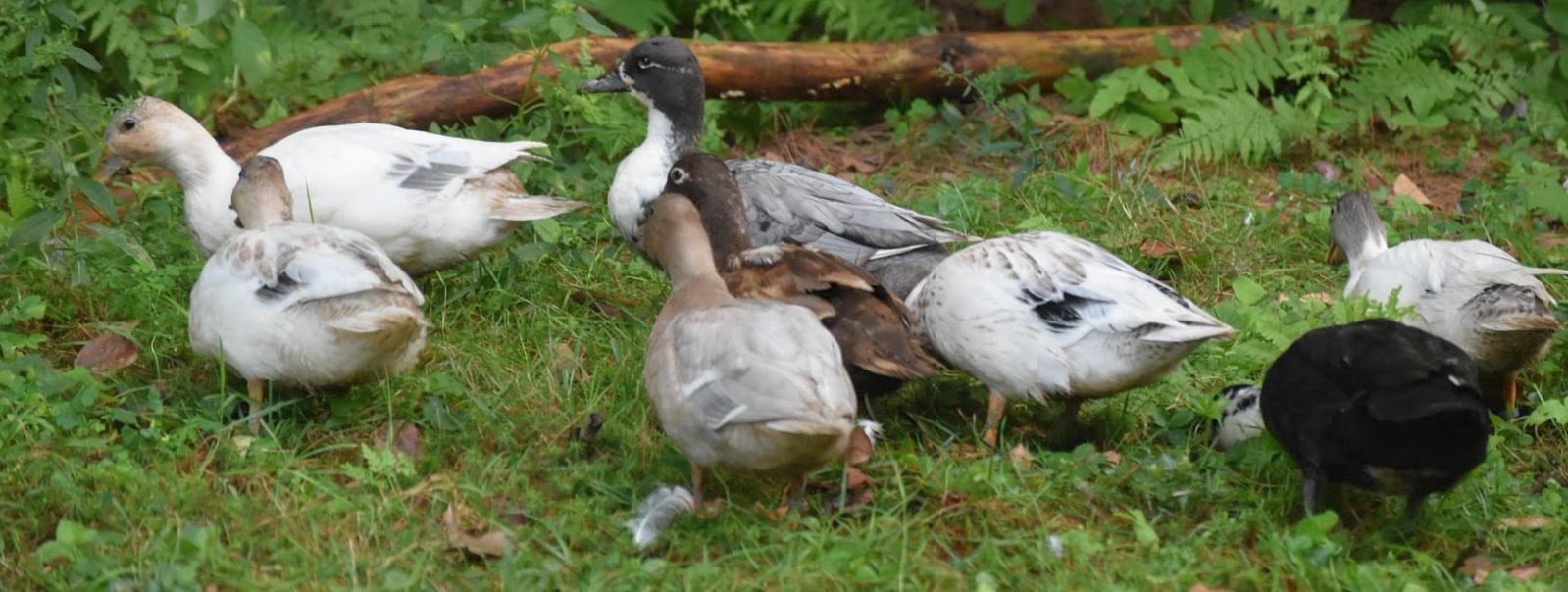 Mallard Derived Duck Color Genetics Basics | BackYard Chickens - Learn ...